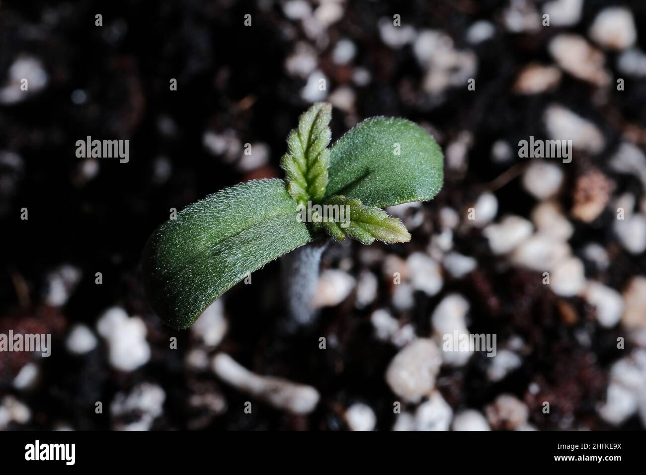 Cannabis sprout close-up in soil background. Fresh young marijuana ...