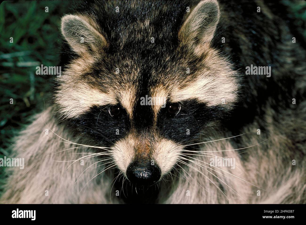Raccoon, Procyon lotor Stock Photo - Alamy