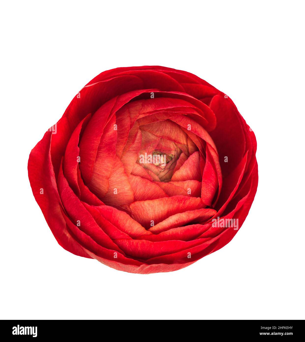 Red ranunculus isolated on white background. Flower head Stock Photo ...