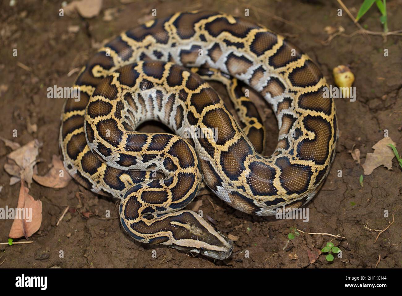 Snake Burmese Python, Python molurus bivittatus Stock Photo - Alamy