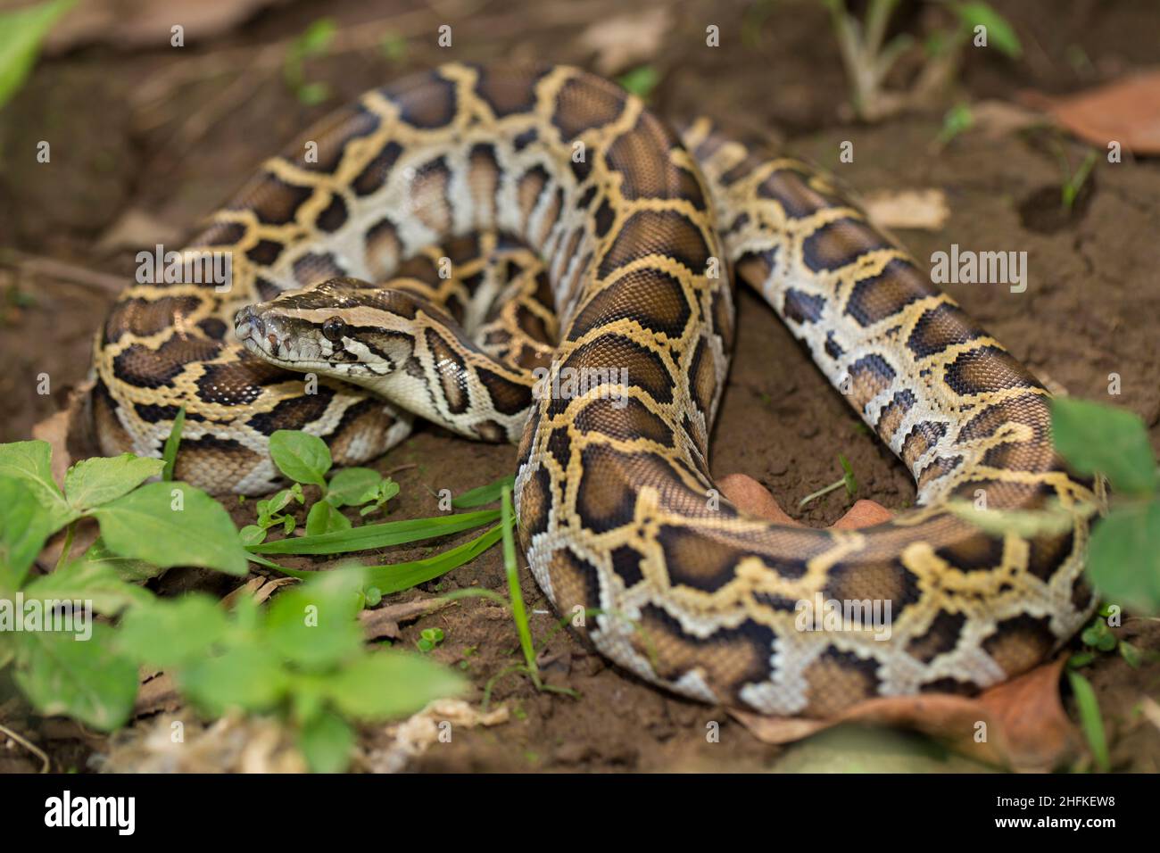 Snake Burmese Python, Python molurus bivittatus Stock Photo - Alamy
