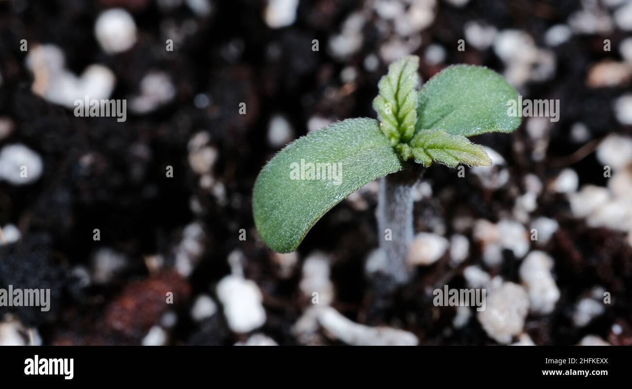 Cannabis sprout close-up in soil background. Fresh young marijuana ...
