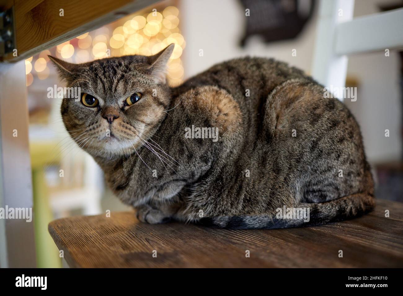 A furry striped cat sits on a chair and tries to hit someone with a ...