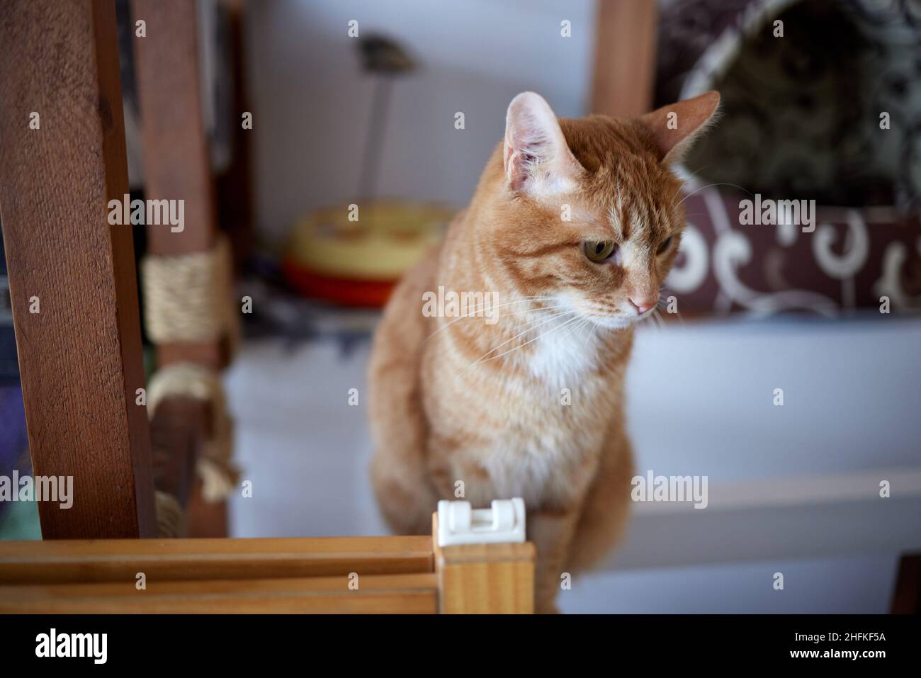 A furry striped cat sits on a chair and tries to hit someone with a ...