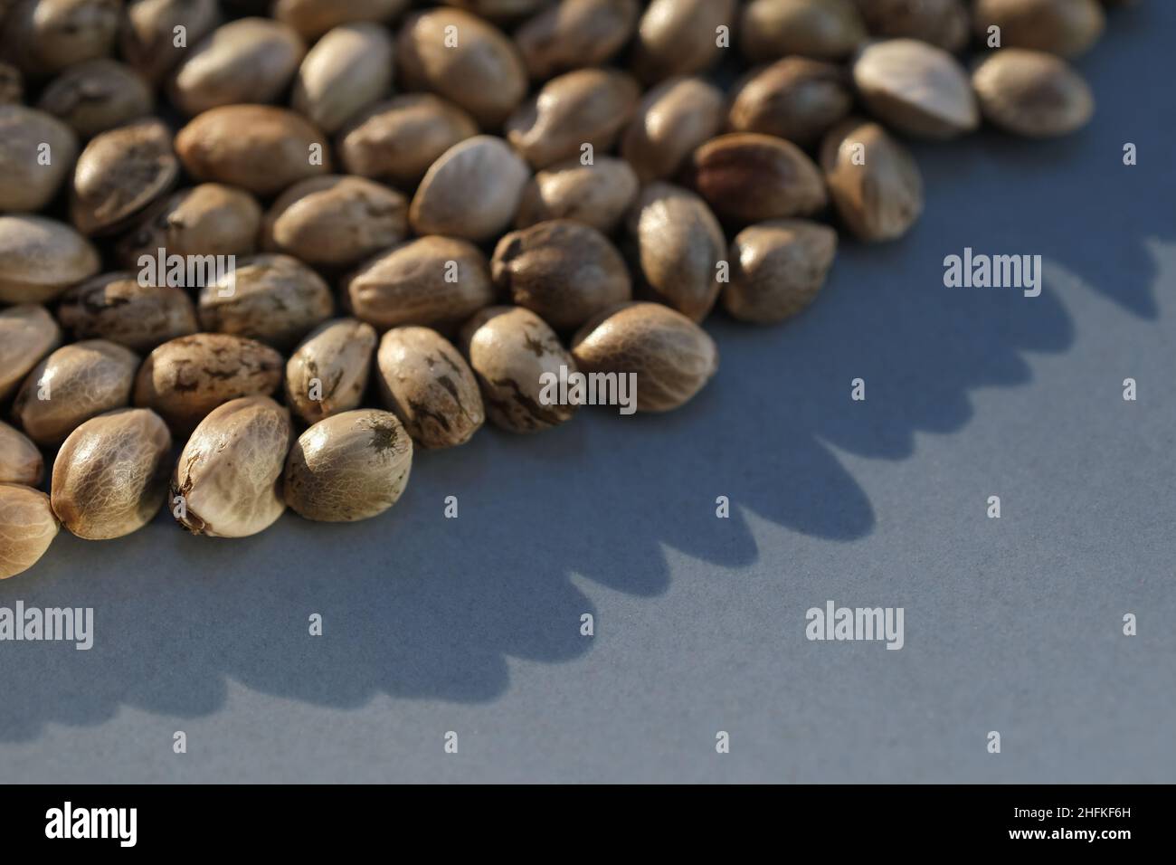 Marijuana seeds hi-res stock photography and images - Alamy