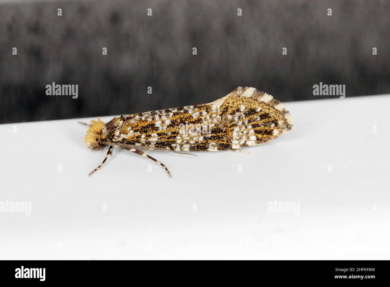 Triaxomera parasitella hi-res stock photography and images - Alamy