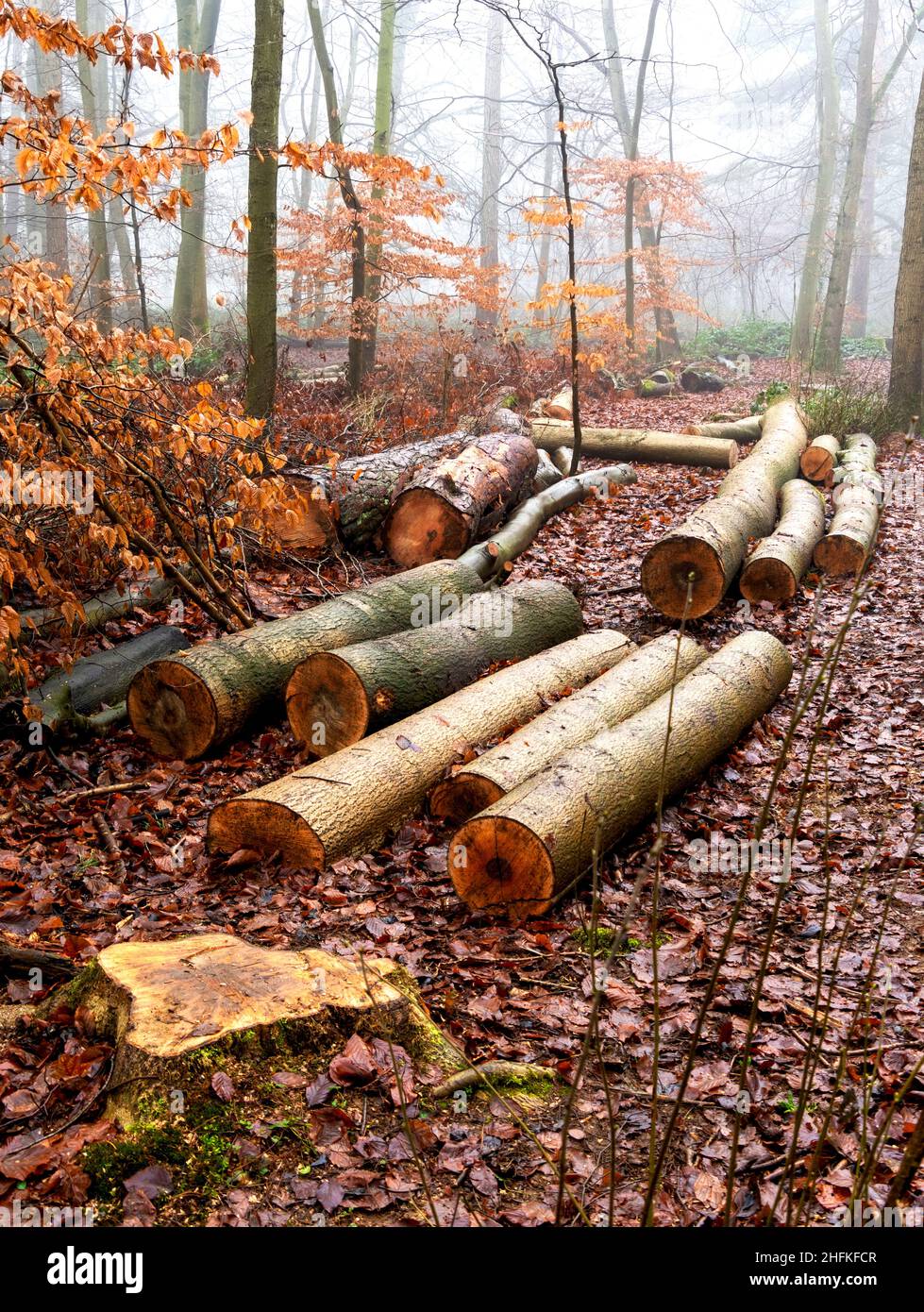 Logs lying on the ground in a winter woodland scene. Beech trees ...