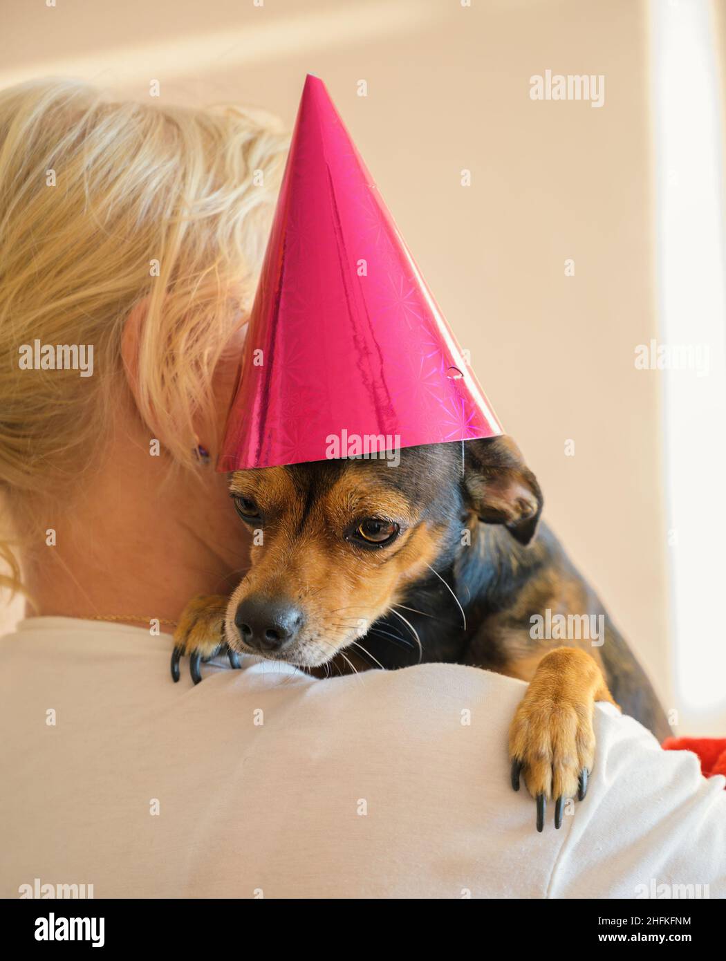 Funny little dog with a cap on his head Stock Photo - Alamy