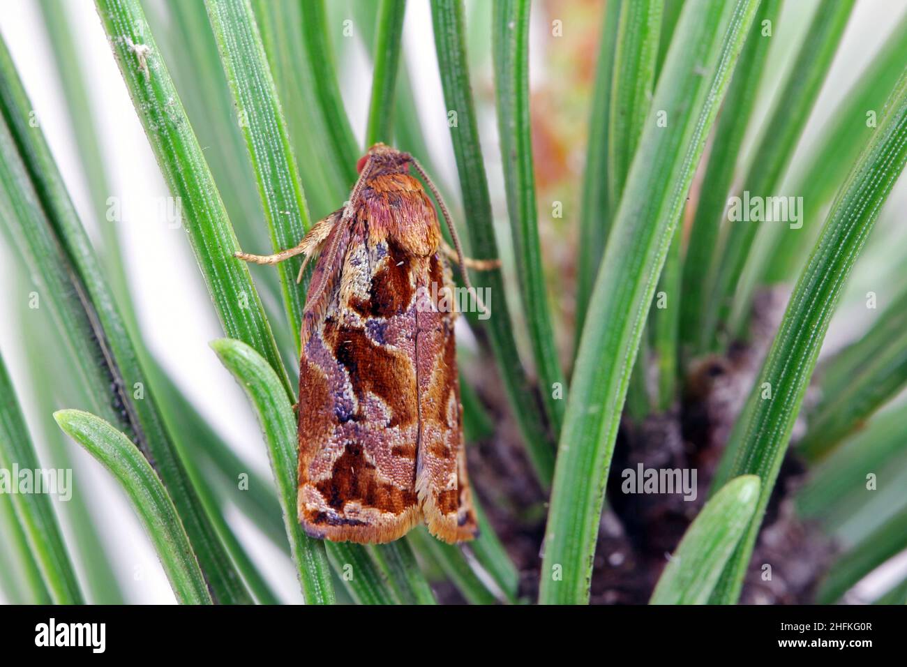 Tortrix moth tortricidae lepidoptera hi-res stock photography and ...