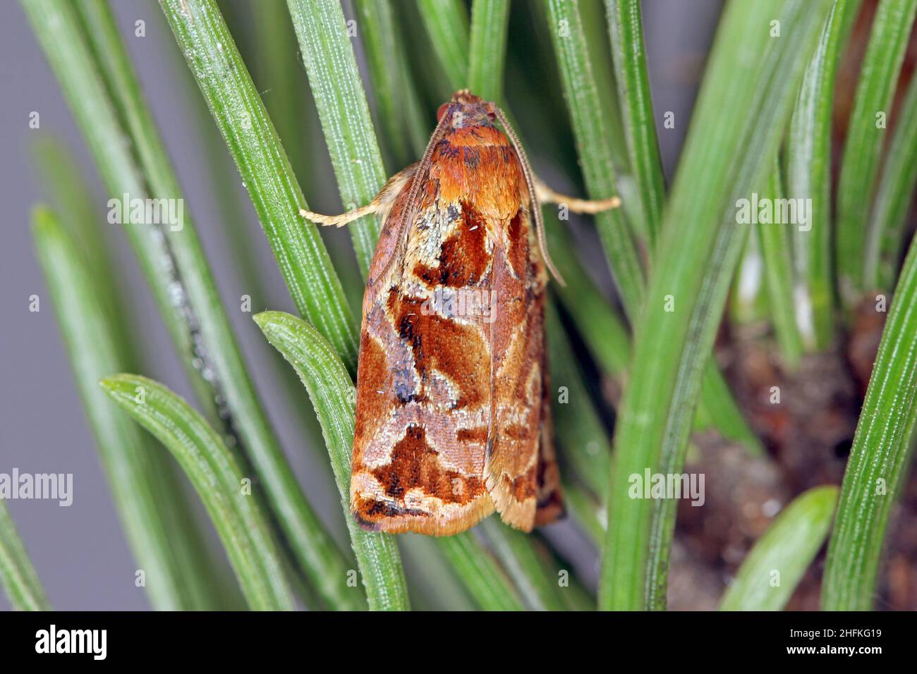 Archips oporana, also known as the pine tortrix or spruce tortrix is a ...