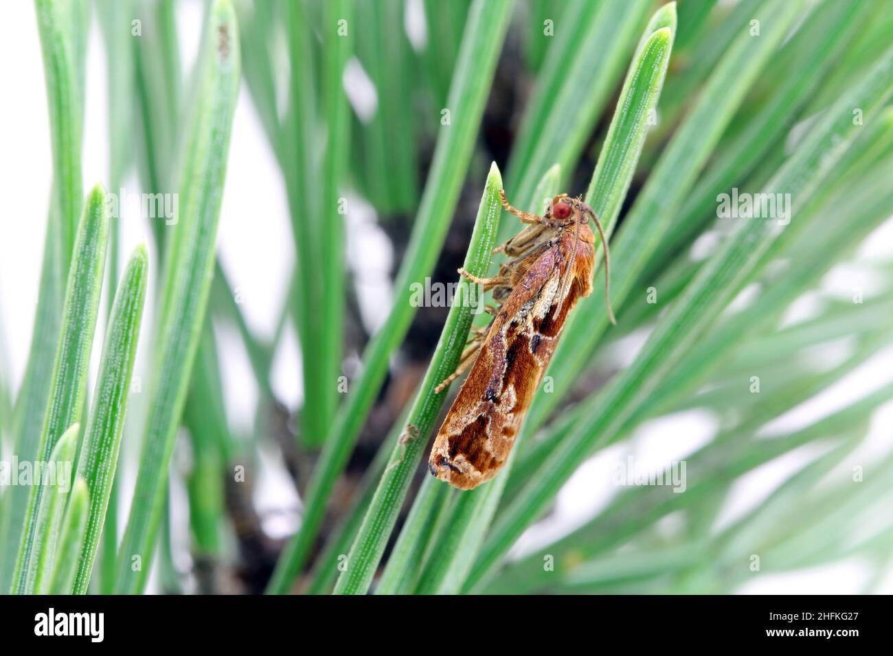 Oporana hi-res stock photography and images - Alamy
