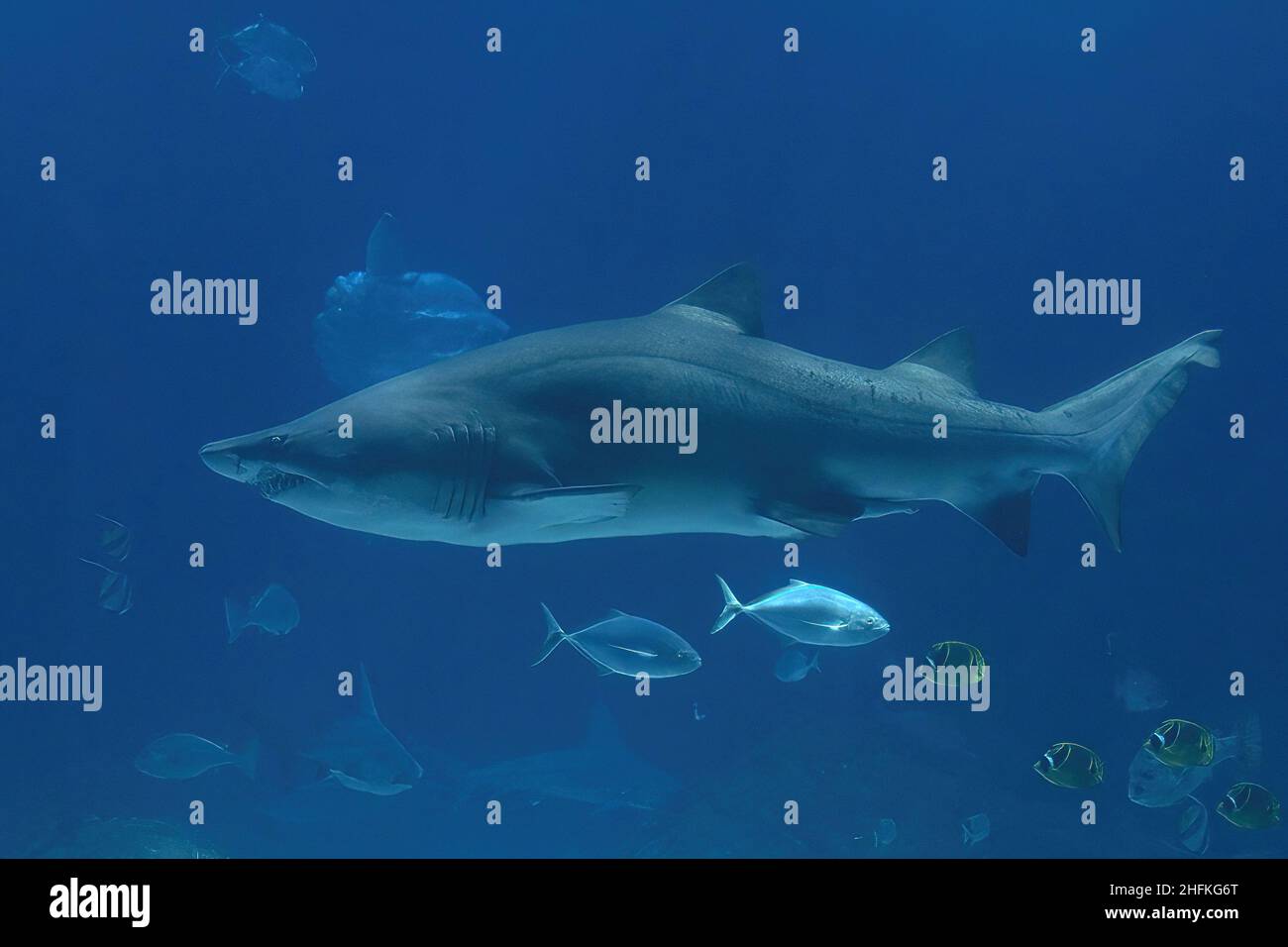 Bull shark jaws detail ready to attack underwater Stock Photo - Alamy
