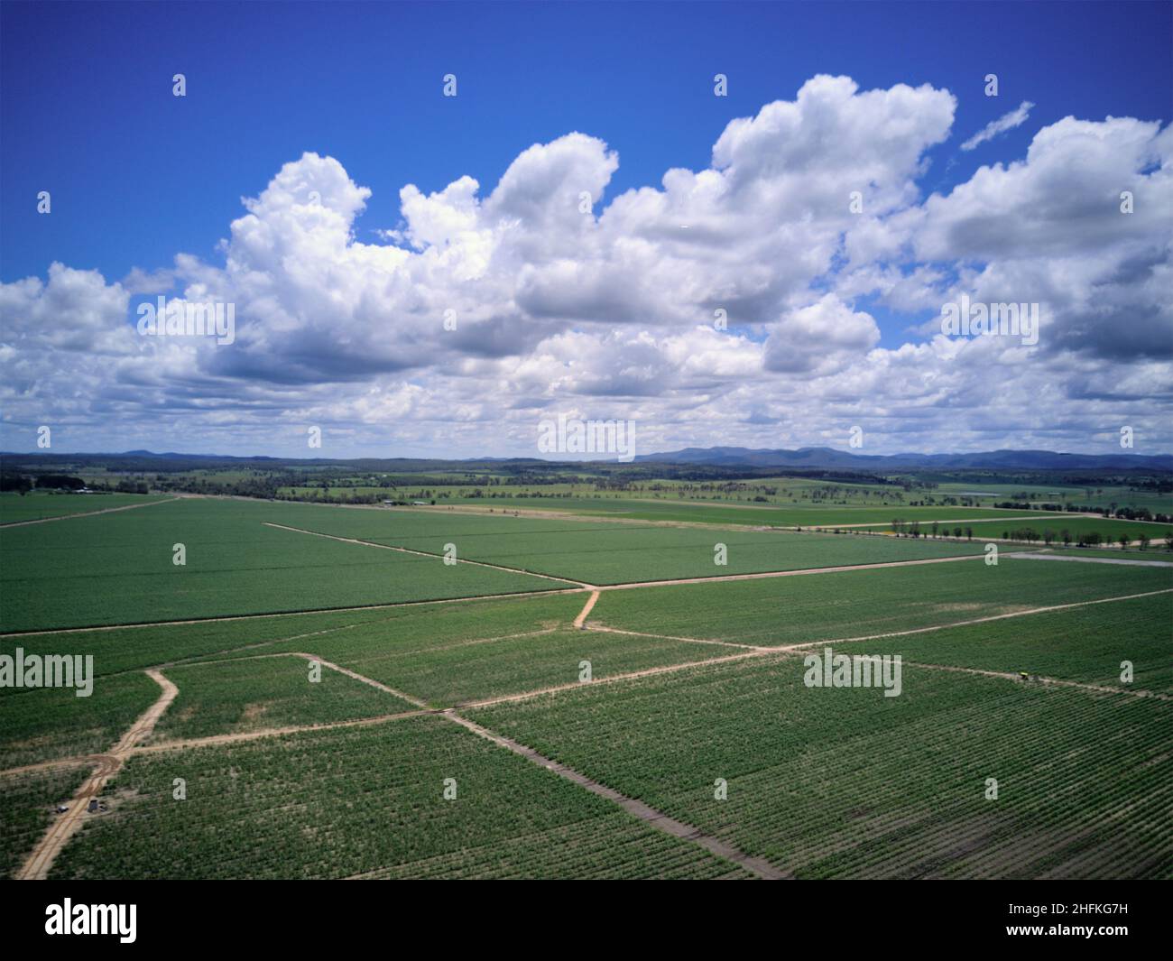 Aerial of one farm paddock of sugar cane Wallaville Queensland ...