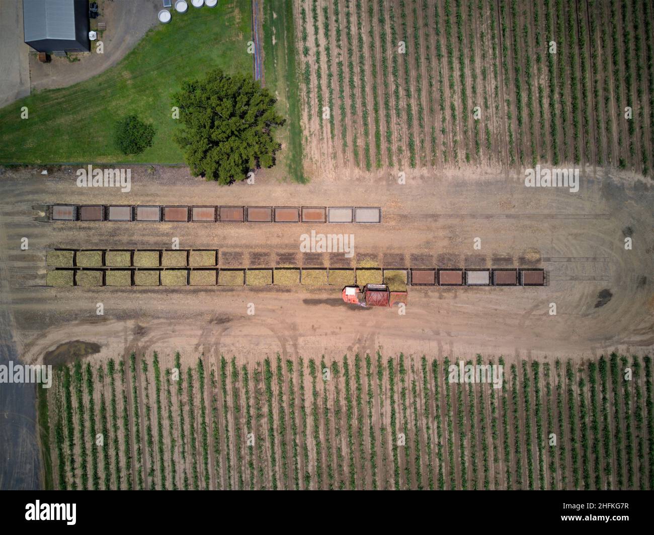 Aerial of haul out driver delivering sugar cane to bins ready for ...
