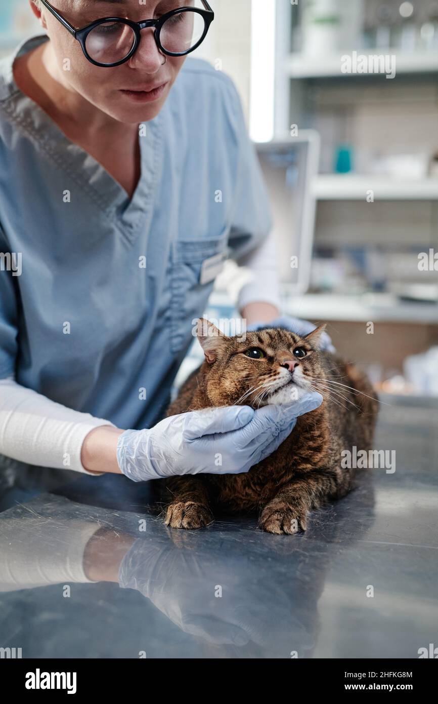 Close-up of vet doctor in eyeglasses examining the domestic cat on the ...