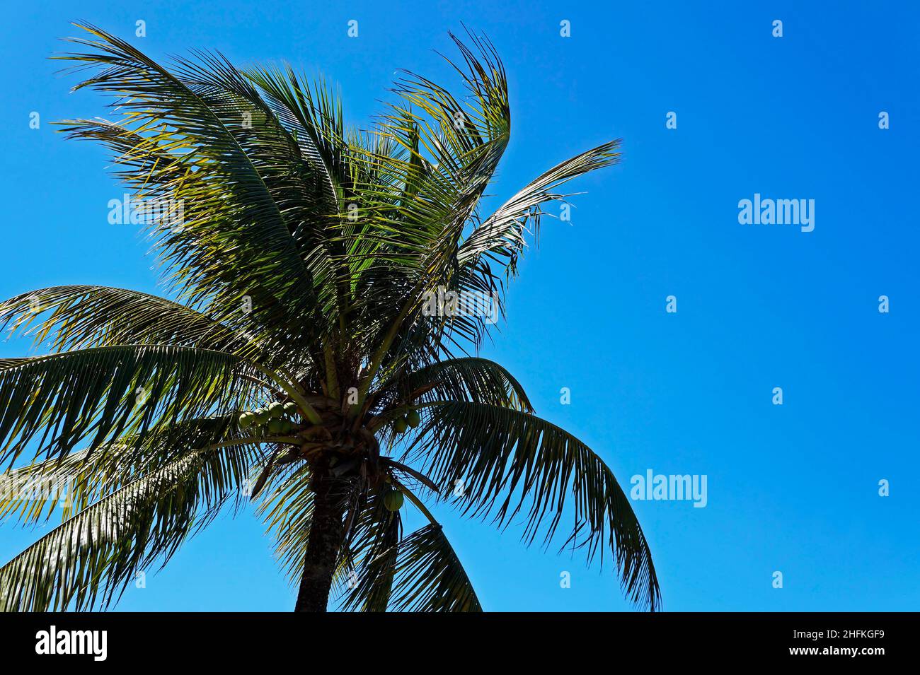 Coconut tree at the wind, Rio, Brazil Stock Photo - Alamy