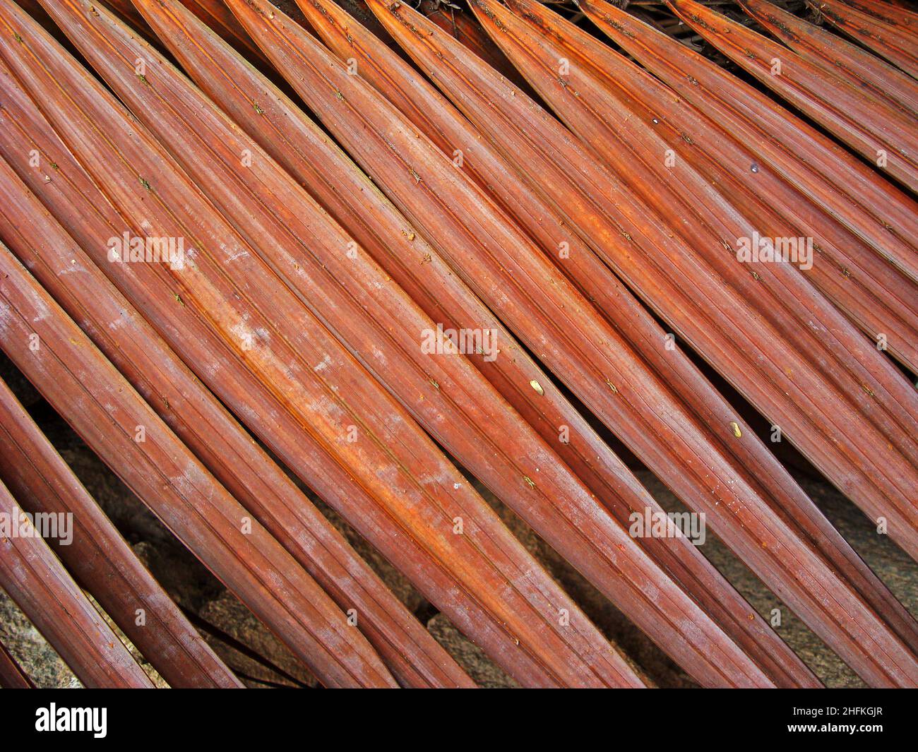 Dried palm tree leaf background Stock Photo - Alamy
