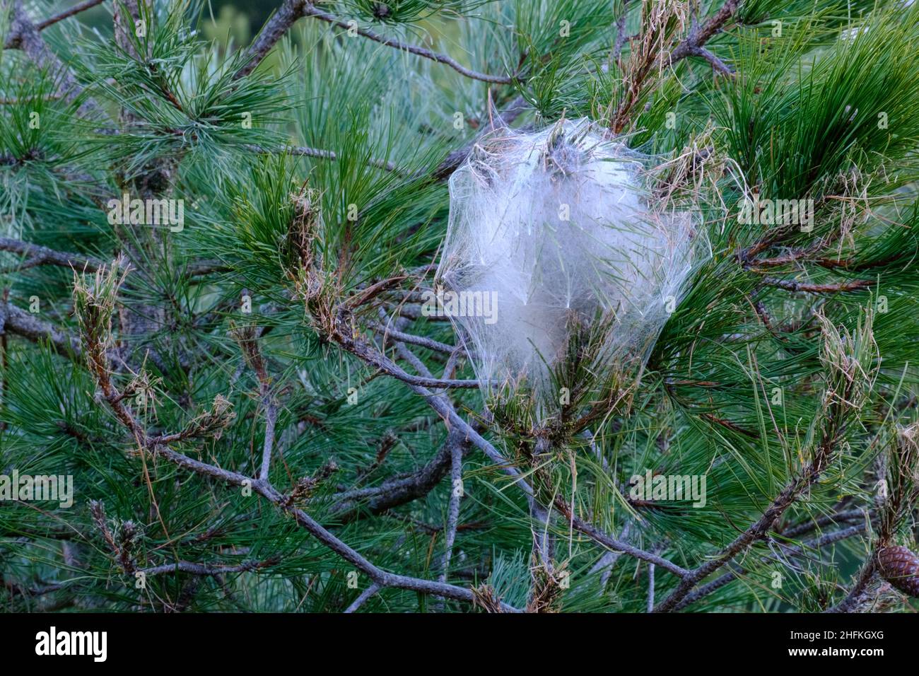 Pine processionary nest on a young pine tree Stock Photo - Alamy