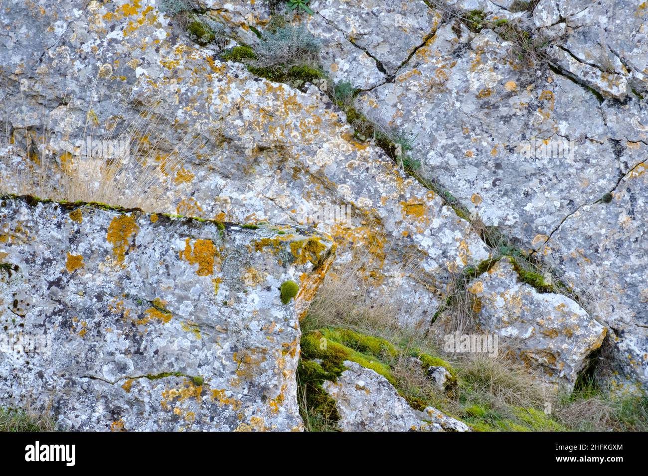 Texture with gray rock and moss Stock Photo - Alamy