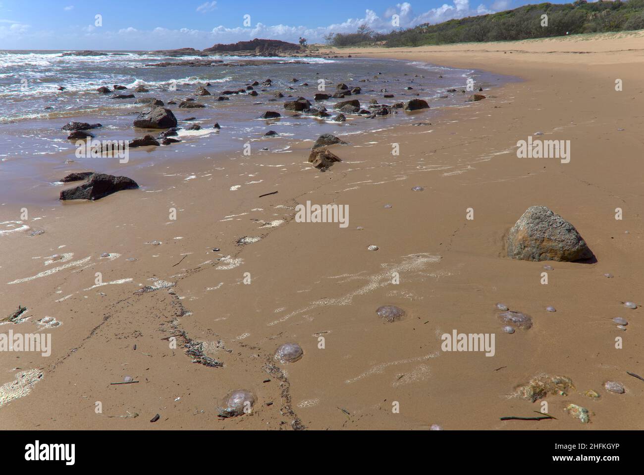 Jellyfish washed up on the beach during stormy weather Deepwater ...