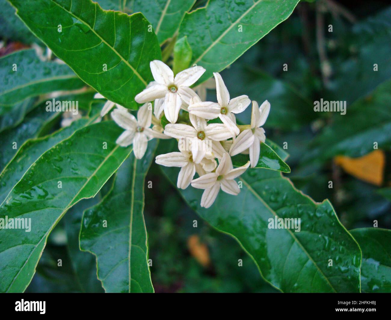 White flowers (Cestrum amictum) on tropical rainforest Stock Photo - Alamy