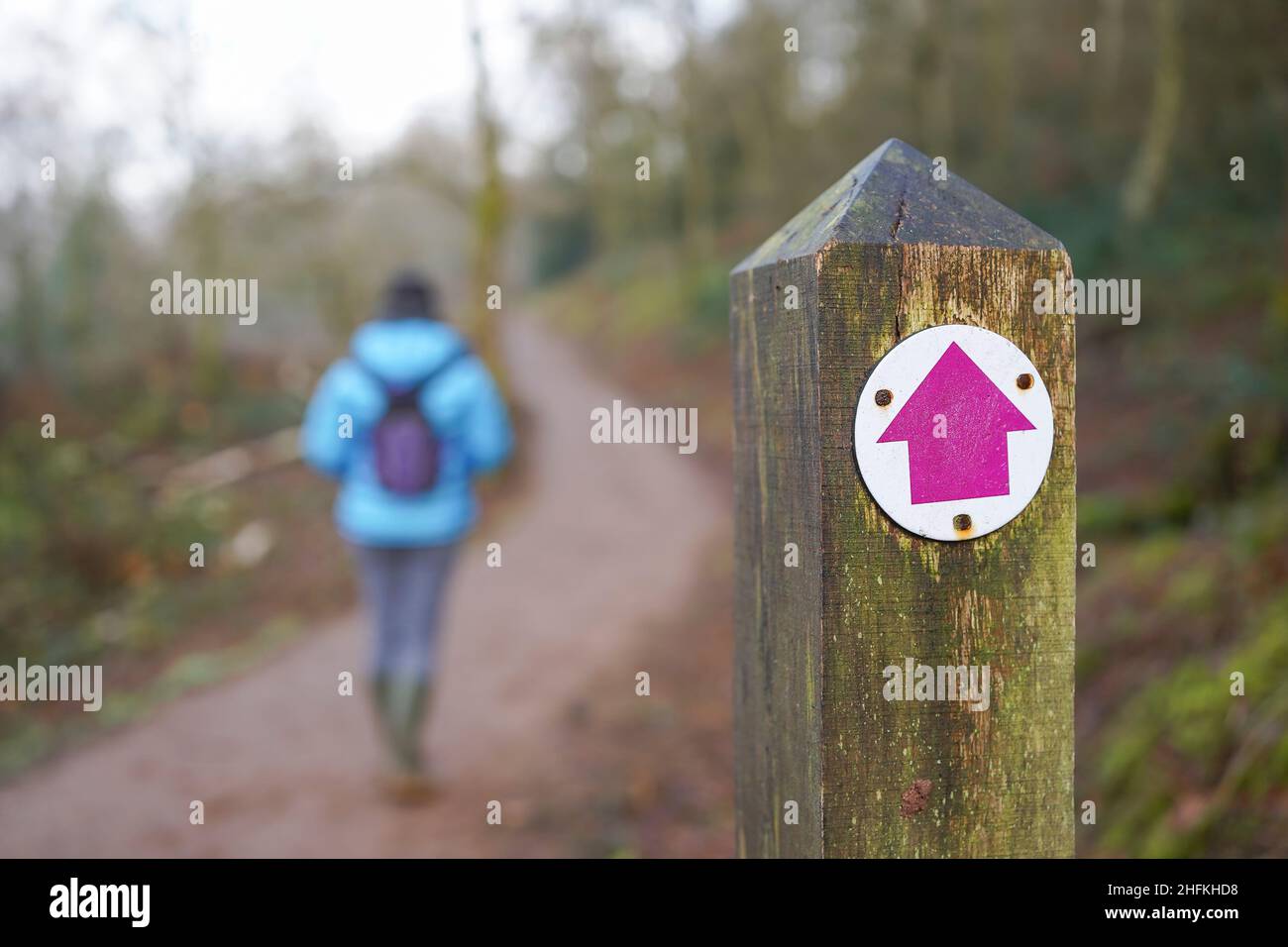 Waymarker trail sign with plum colour arrow on wooden post with rear ...