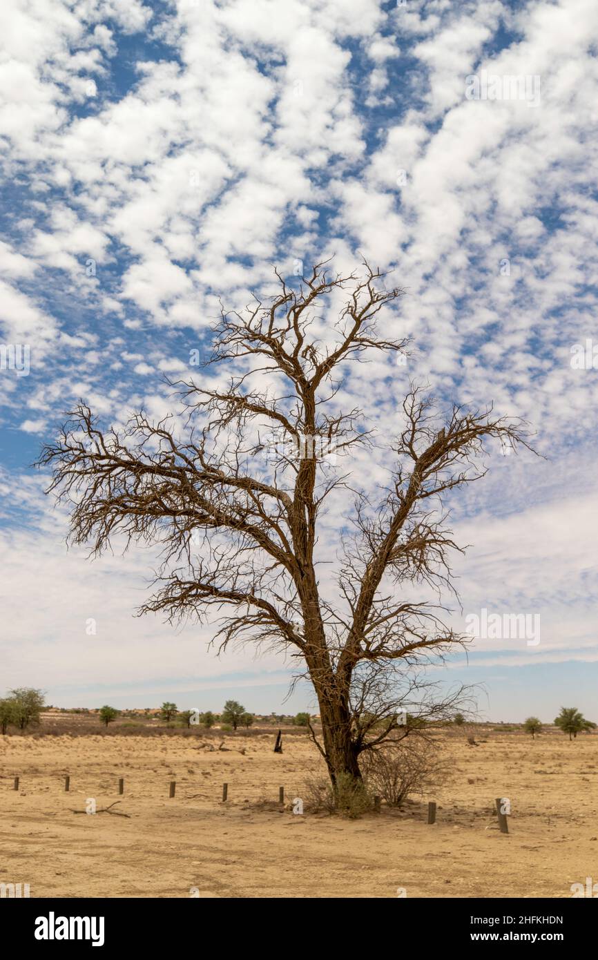Kgalagadi Landscape with tree and clouds Stock Photo - Alamy