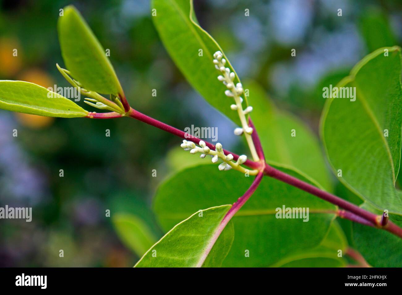 Mangrove flowers on tree (Rhizophora mangle Stock Photo - Alamy