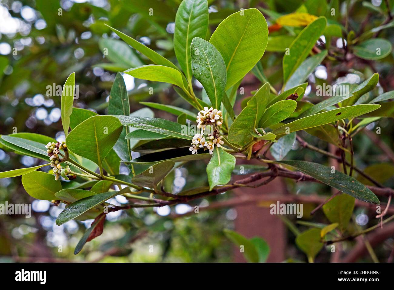 Mangrove flowers on tree (Rhizophora mangle Stock Photo - Alamy