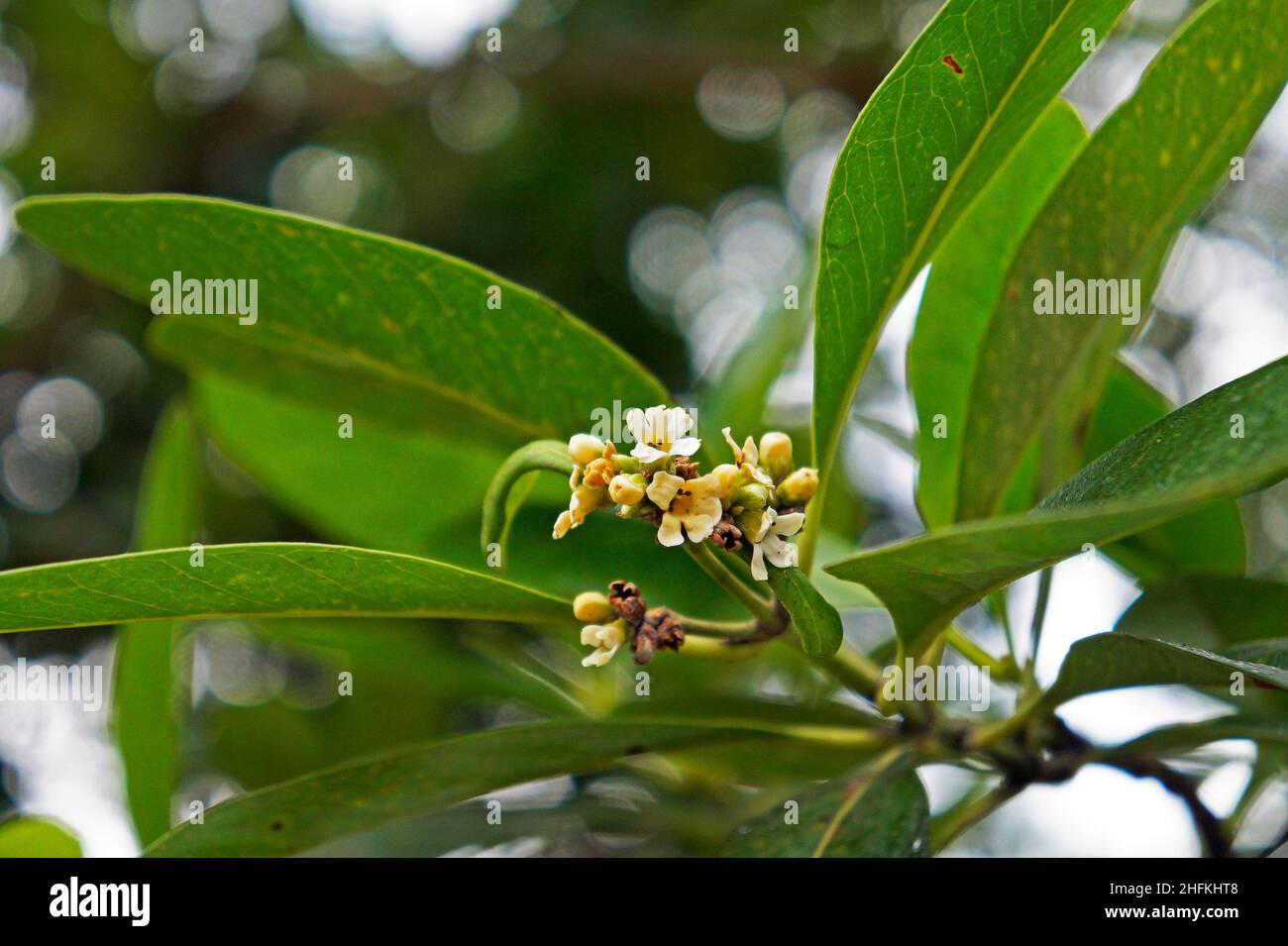 White mangrove hi-res stock photography and images - Alamy