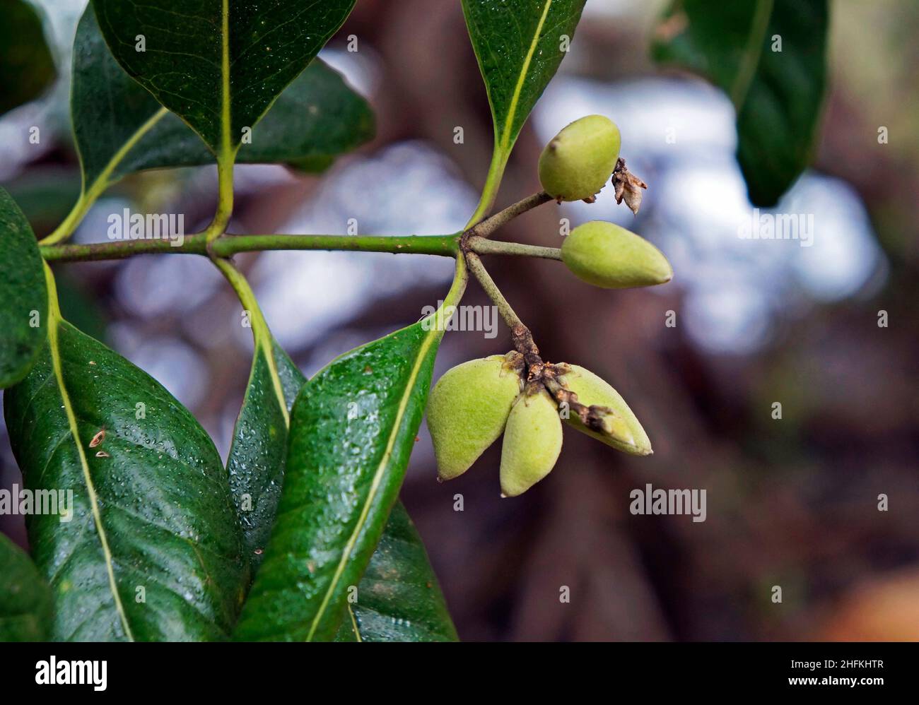 Mangrove fruits on tree (Rhizophora mangle Stock Photo - Alamy
