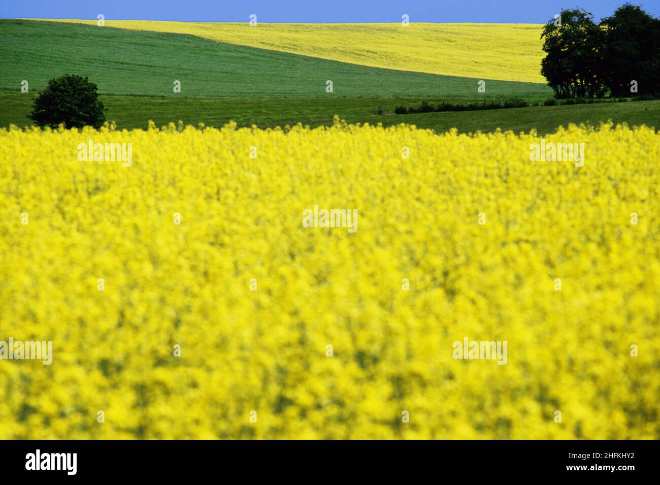 Rape Field In Sweden Stock Photo - Alamy