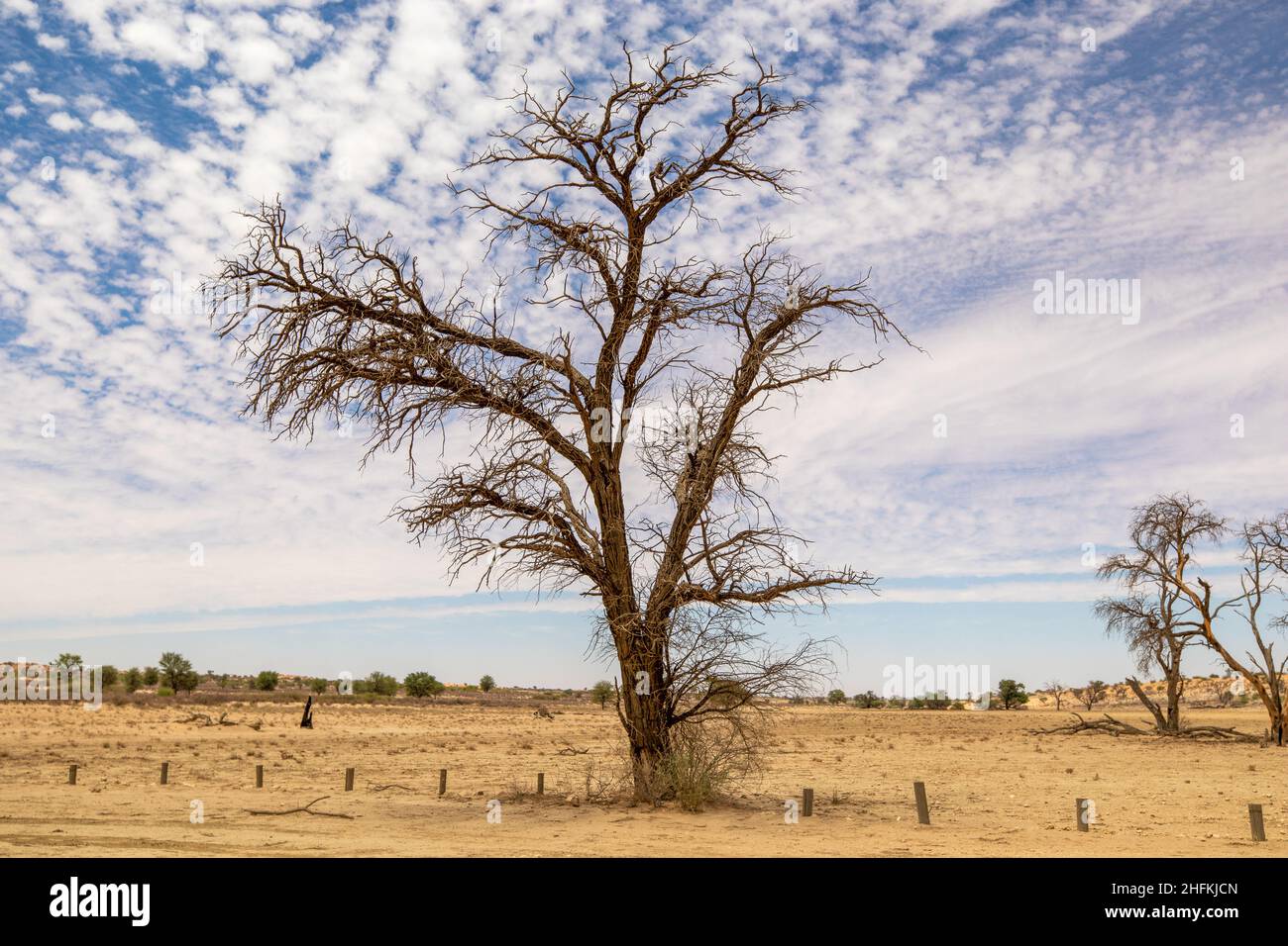 Safari landscape tree hi-res stock photography and images - Alamy