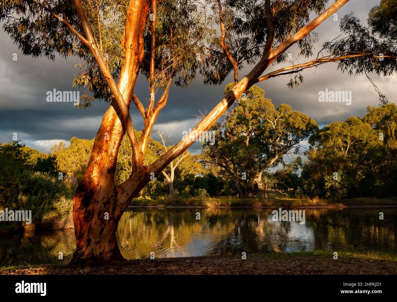 Eucalyptus forest countryside rural scenery hi-res stock photography ...