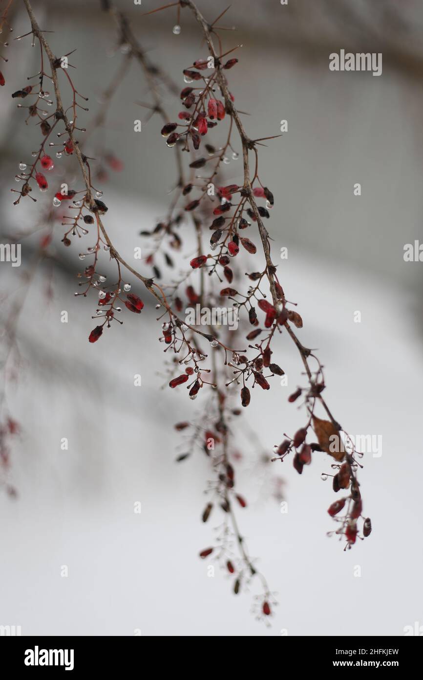A branch of barberry with dry red berries and water drops in the winter ...