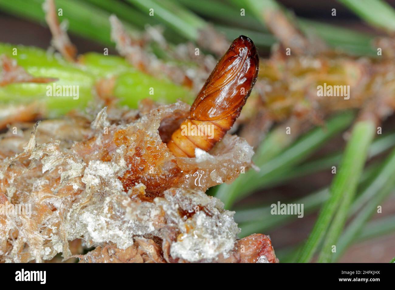 Pupa of Rhyacionia buoliana, the pine shoot moth, is a moth of the ...