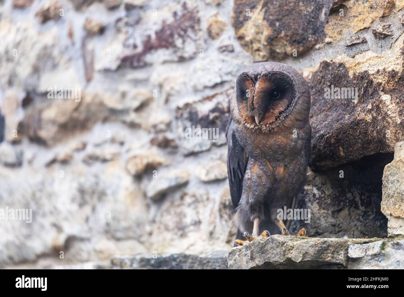 Closeup view of cute barn owl sitting on a stone wall. Horizontally ...