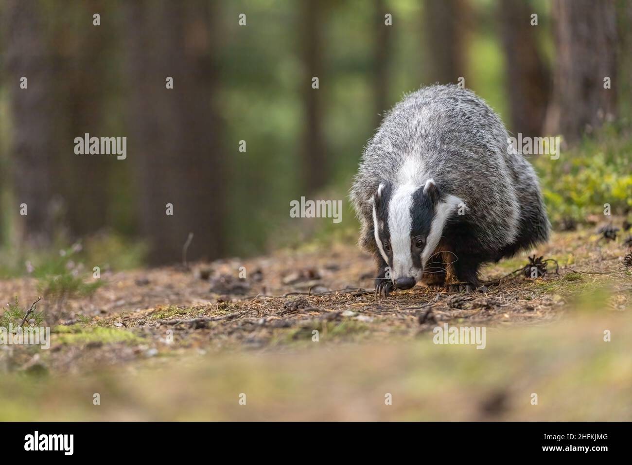 Front view of European badger walking with his head bowed in the forest ...