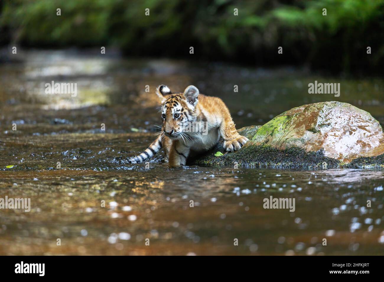 Bengal tiger cub is lying on a stone in a river stream. Horizontally ...