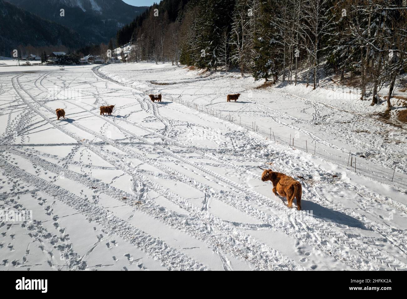Aberdeen Angus, Highland Cows in winter snow. Aerial view with drone ...