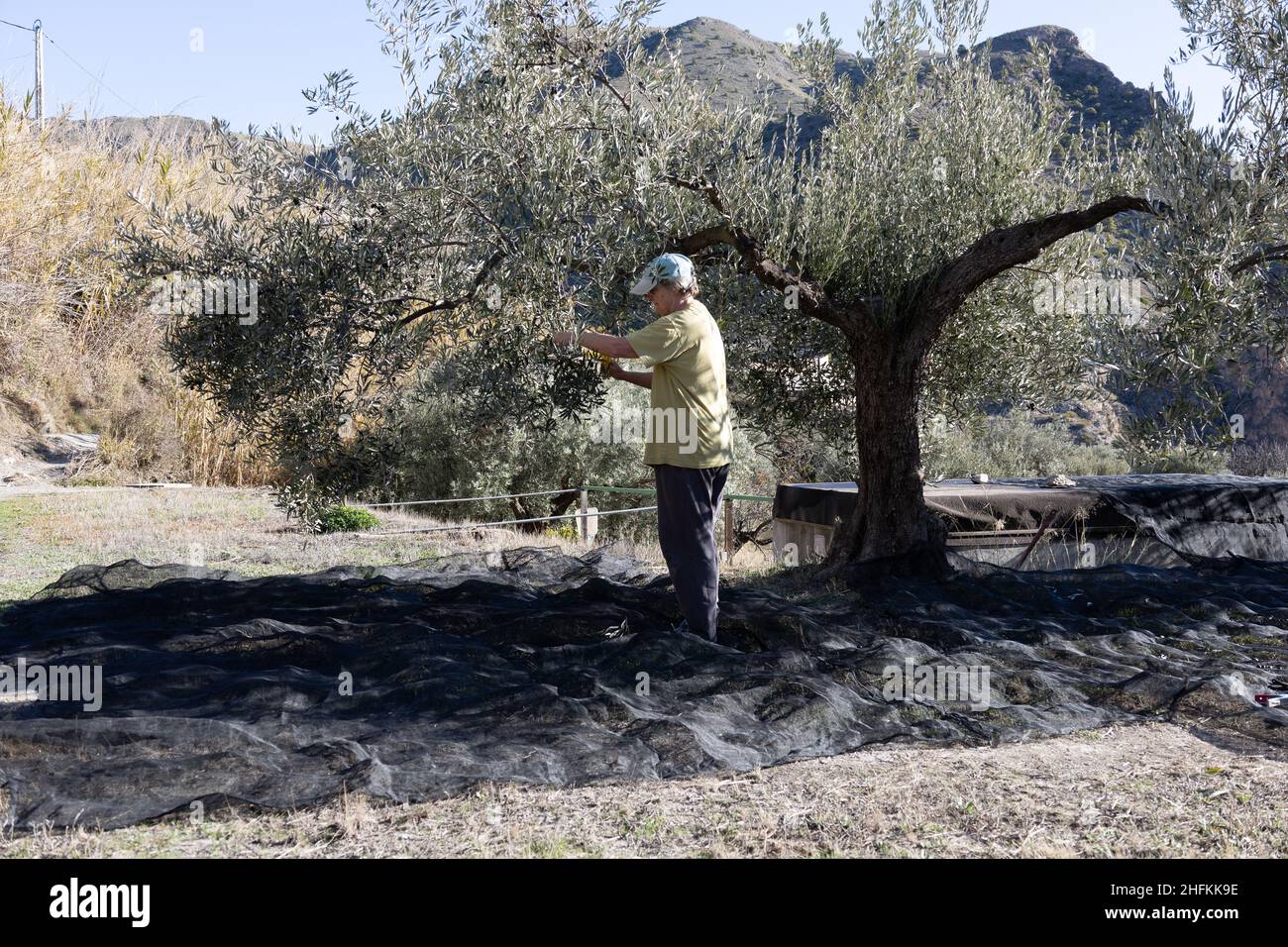 Olive collecting nets hi-res stock photography and images - Alamy