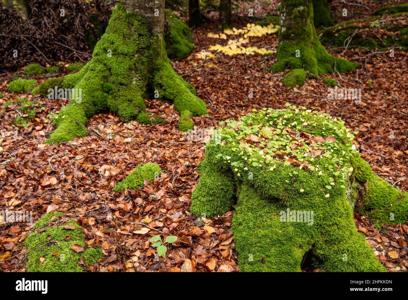 Moss covered trees and tree stumps in a forest in Auvergne France Stock ...