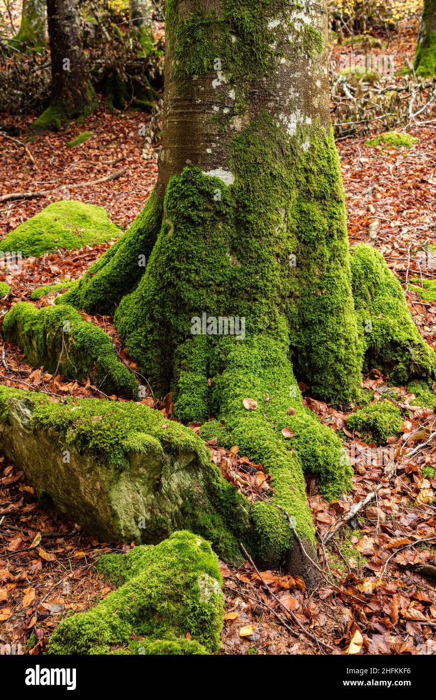 Moss covered trees and tree stumps in a forest in Auvergne France Stock ...