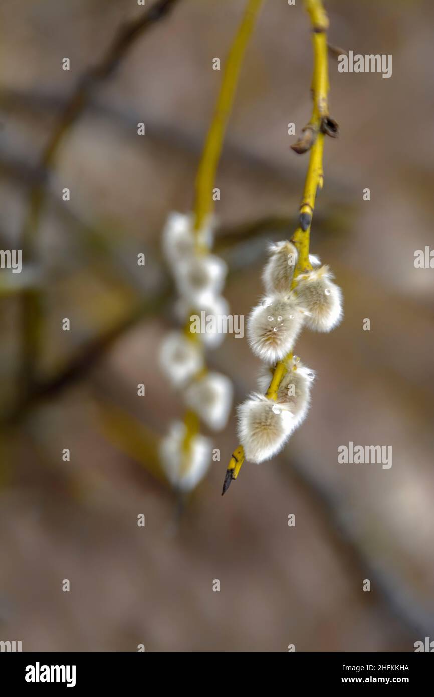 Willow branch with fluffy buds Stock Photo - Alamy