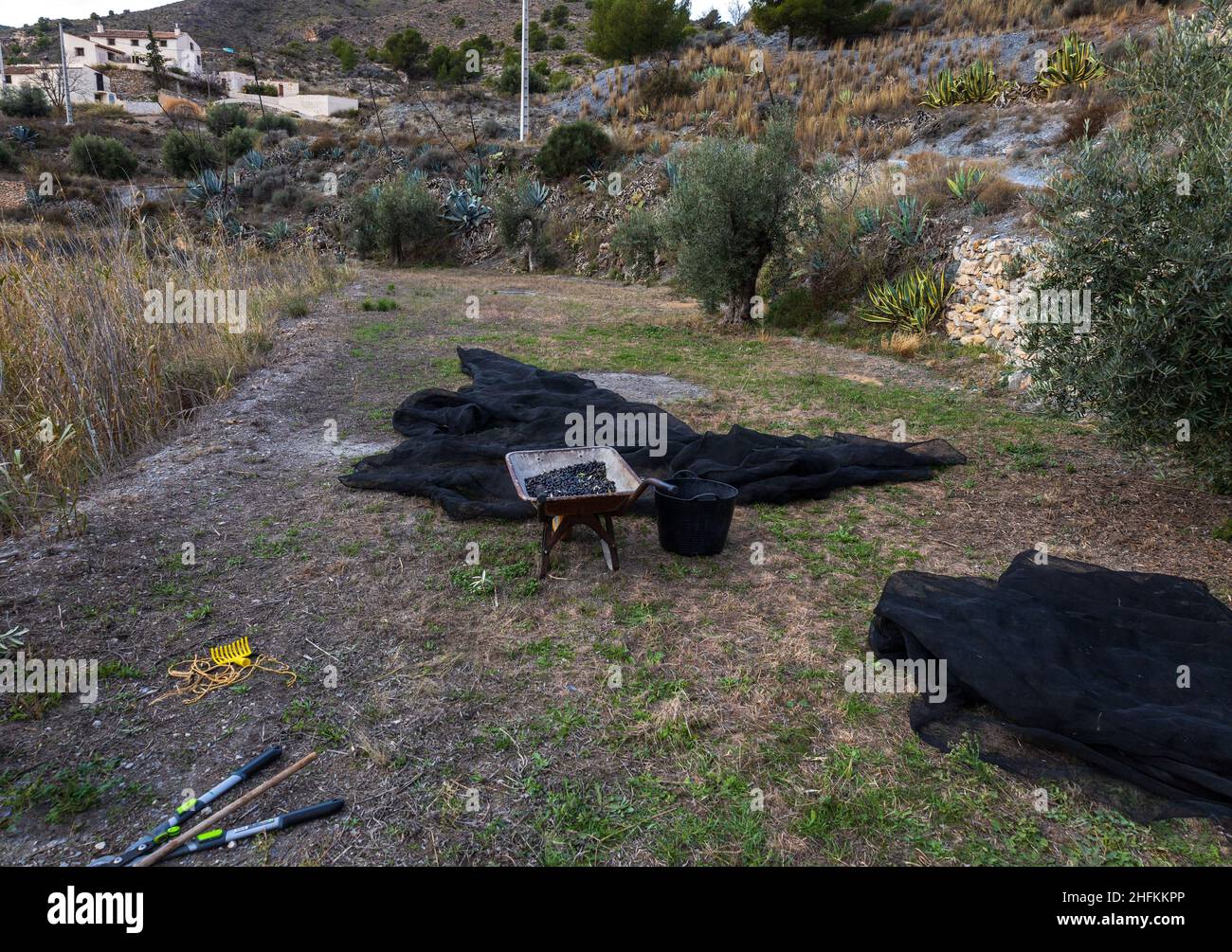 Olive harvest spain crates hi-res stock photography and images - Alamy