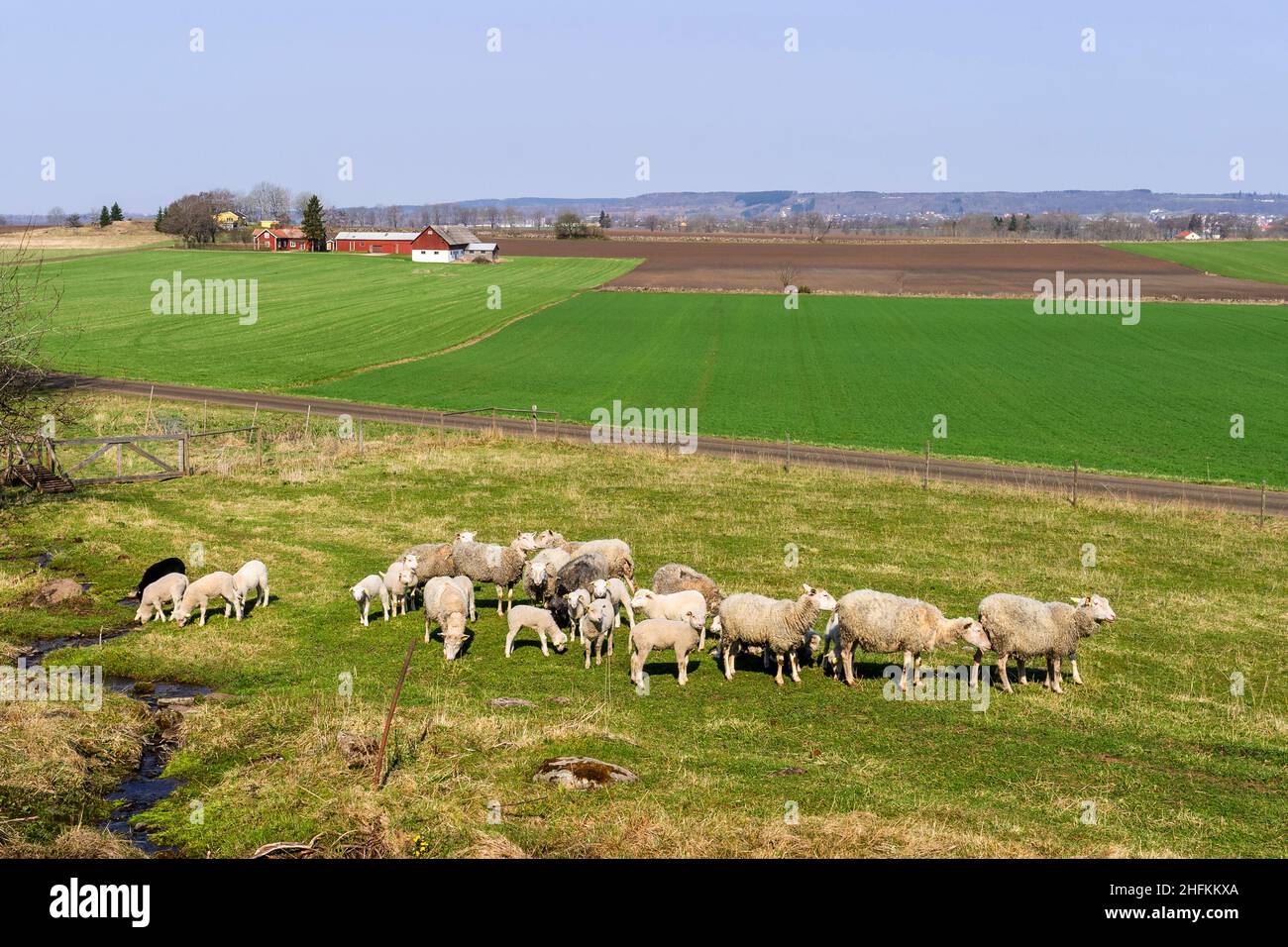 Beautiful sunny field sheeps in hi-res stock photography and images - Alamy