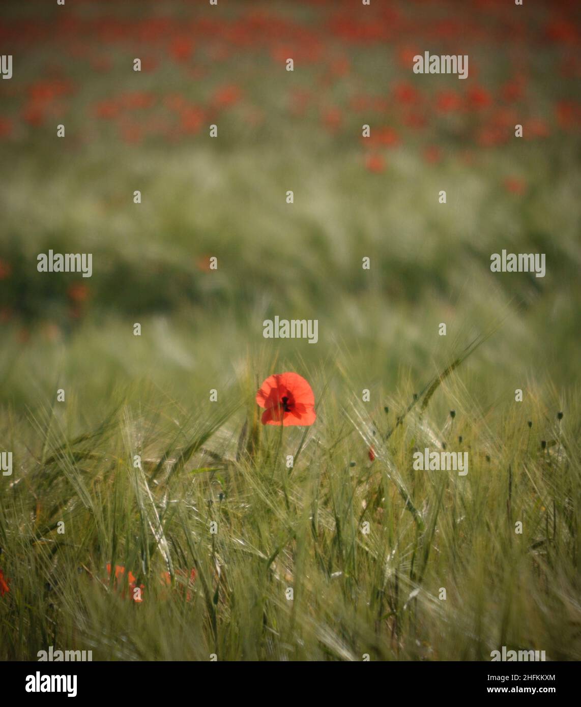 Selective focus of a single poppy in a crop field with blurred poppies ...
