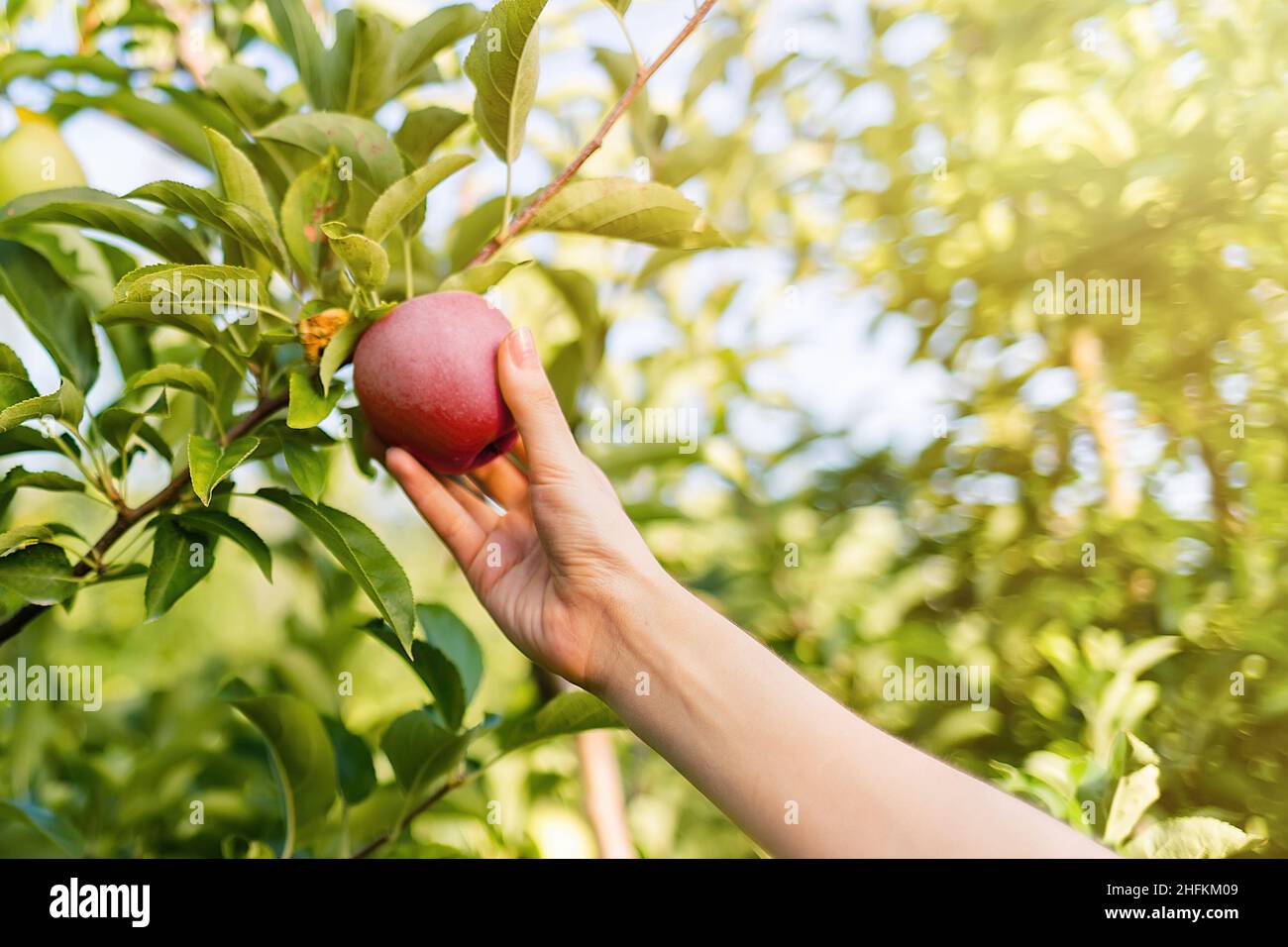 The gathering of the fruit. A woman's hand tears a ripe red apple from ...