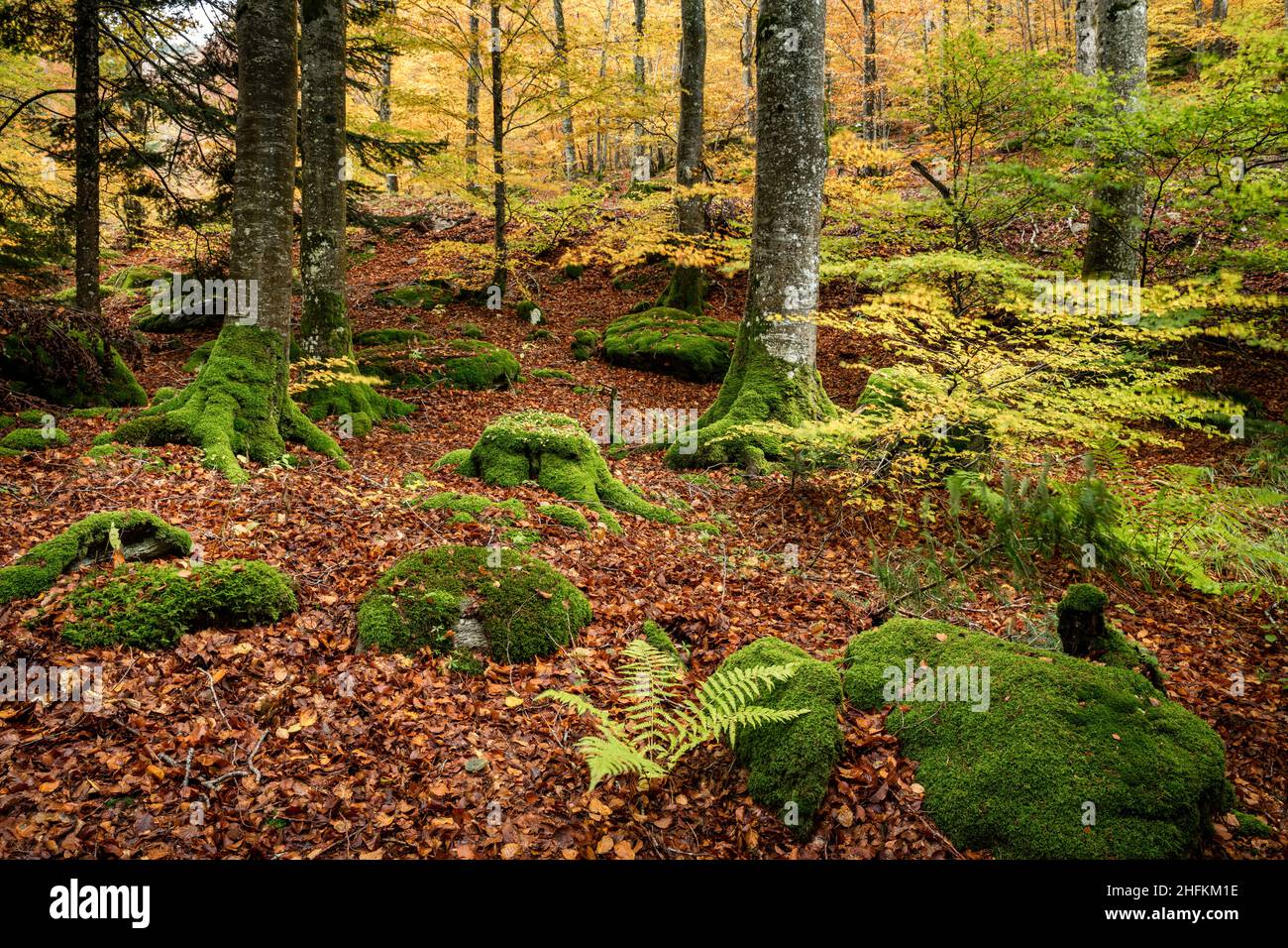Moss covered trees and tree stumps in a forest in Auvergne France Stock ...