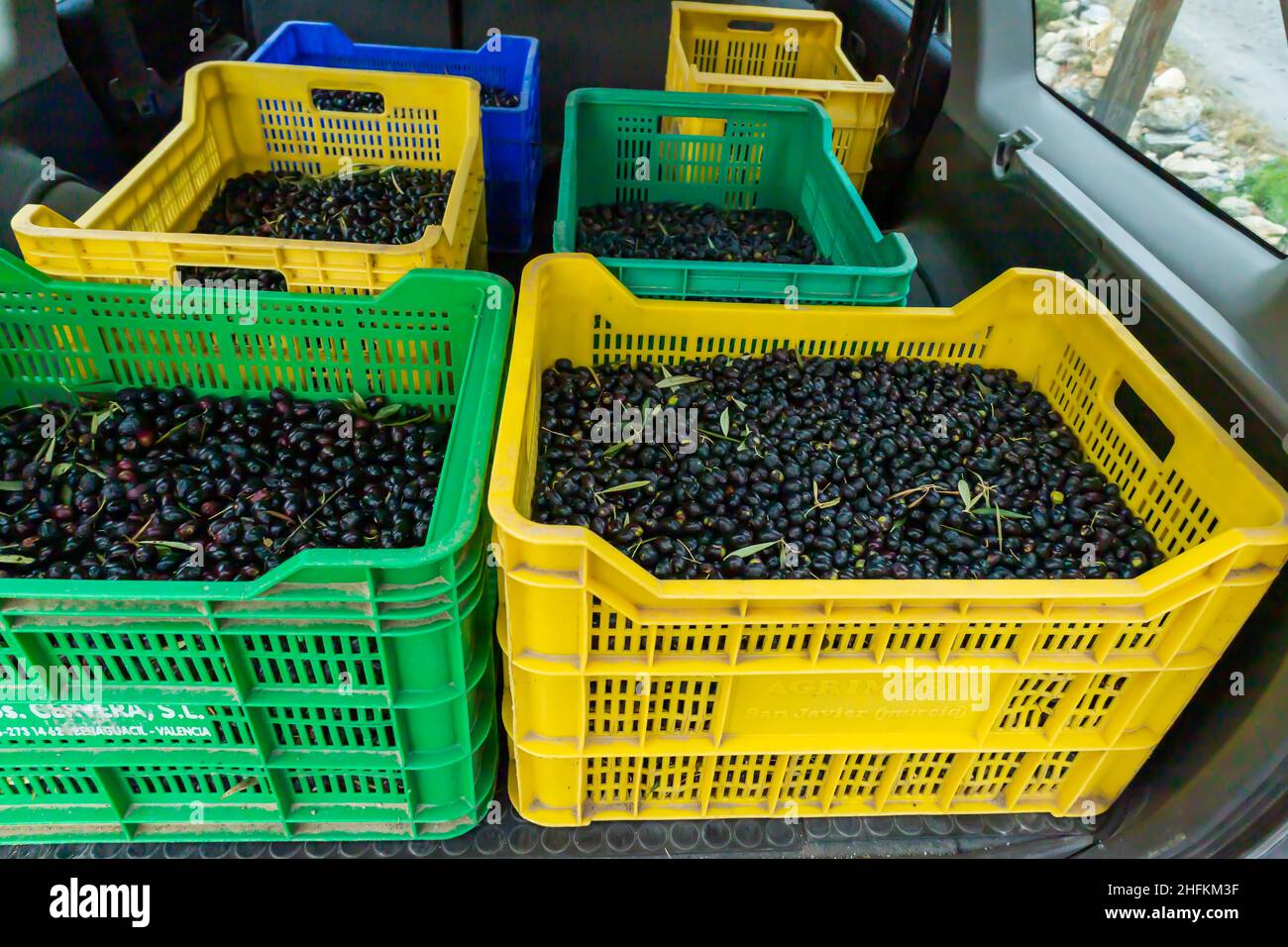 Olives Picked and Ready for Transporting to the Local Olive Factory ...